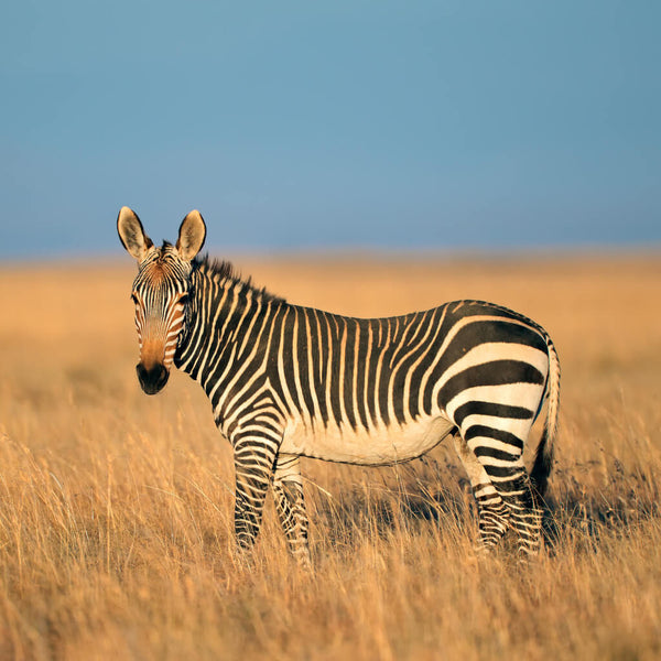 Zebra – ceiling-views-morebetter – Ceiling Designs